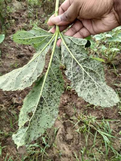 What's this disease in okra? | Community | Plantix