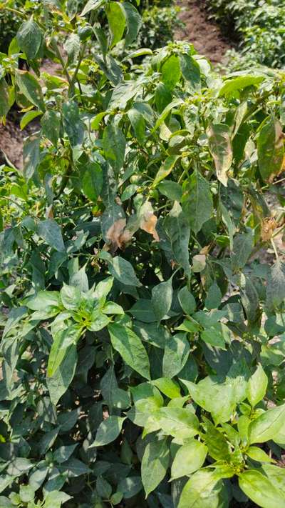 Red caller lo vudi diniki emyna moduvuda sar | సంఘం | ప్లాంటిక్స్