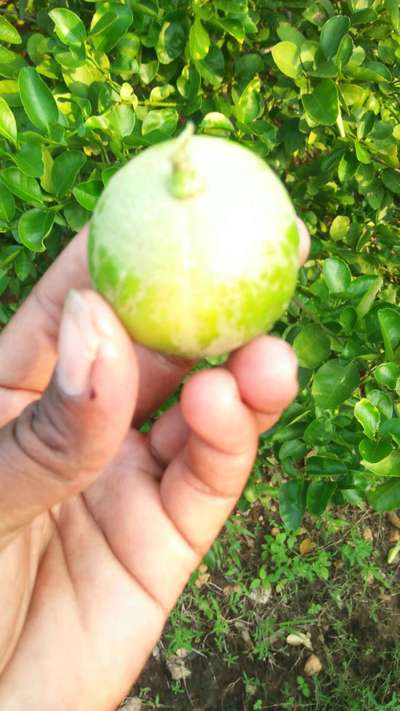 Nimma chetla lo kayalu meeda ela Tella saralu ga vundi nivarana ...