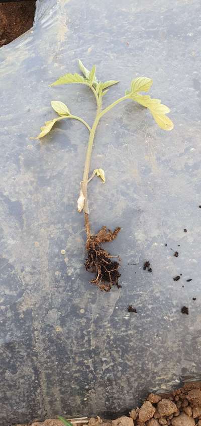 Plant stem is shrinking and dying how to control it? | Community | Plantix