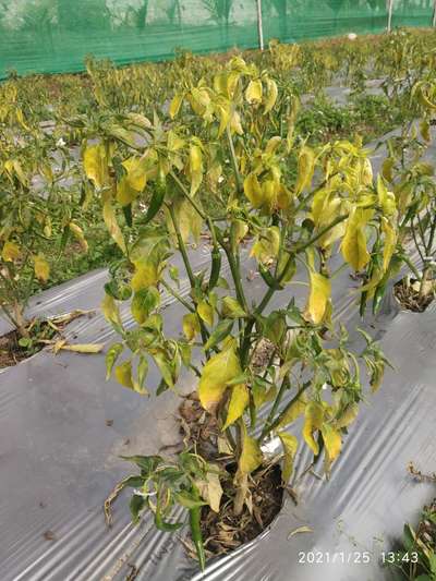 What could be the possible cause of this problem in chili ? Nutrition ...