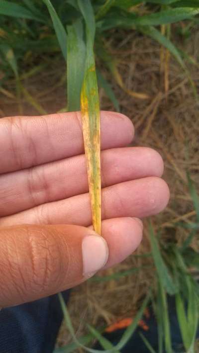 lower leaves of wheat crop are showing yellowing. Is it K deficiency ...
