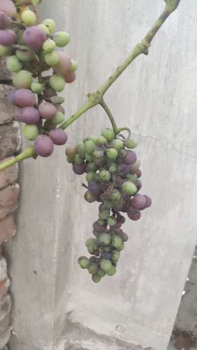 The Grapes are getting burst before whole bunch ripes | Community | Plantix