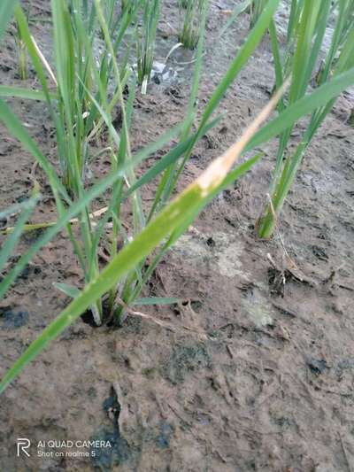 Yellowing of upper portion of leaves of Rice | Community | Plantix