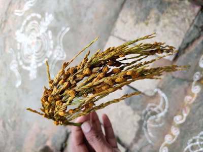 Ma vari kanki ila authundhi. Dhayachesi deeniki parishkaram ...