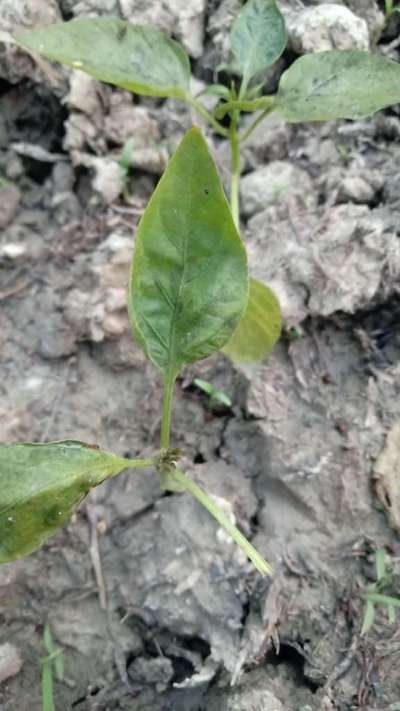 Is it bacteria attack. Black rust on leaves of bell pepper capsicum ...