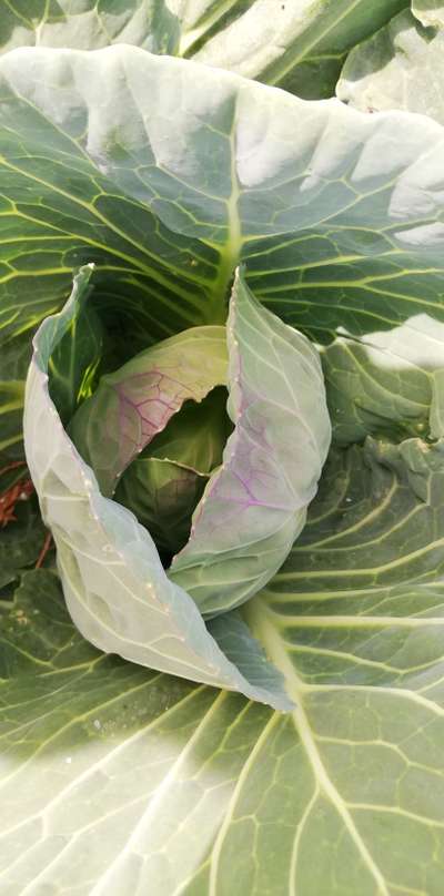 Hello guys! What seems to be the problem with my cabbage? It's an type ...