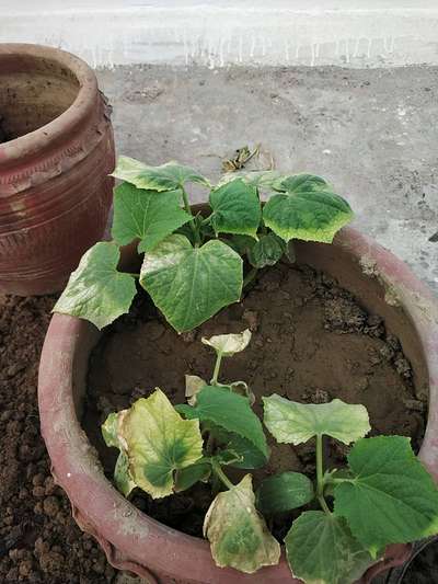 It is some insects problem or potassium deficiency.All the cucumber ...