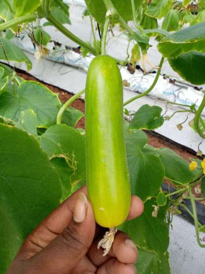 Why the cucumber is light green to yellowish in colour? | Community ...