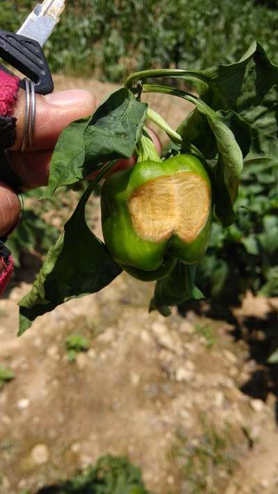 Spots like these are seen in capsicum. What can be the problem ...
