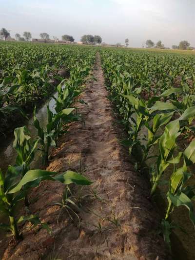 Solution for shoot fly in maize | Community | Plantix