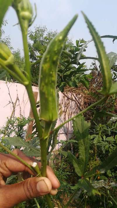 What is the disease and the preventive measures | Community | Plantix