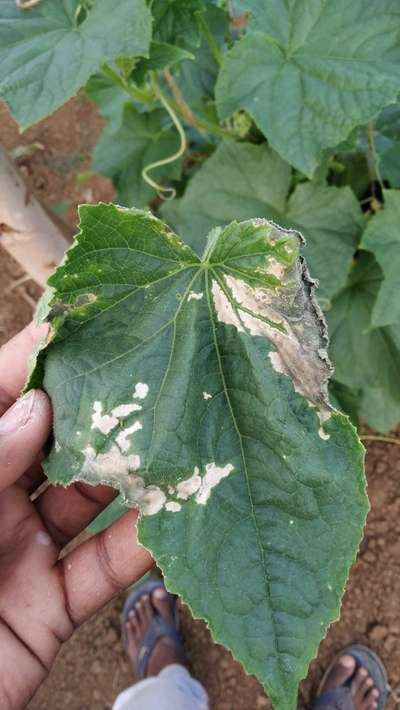 Cucumber Leaves Blight