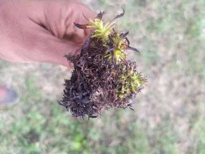 Mango tree affected by this disease | Community | Plantix