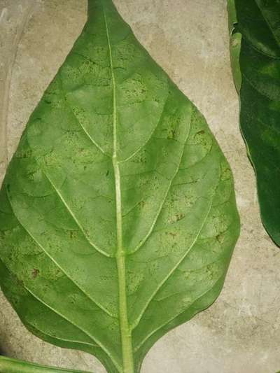 What is this disease on capsicum leaf? | Community | Plantix