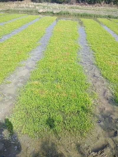 Paddy plant after 10days it becomes red why? | Community | Plantix