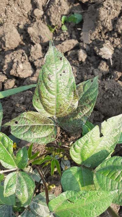 Which disease or pest on this black gram crop? | Community | Plantix
