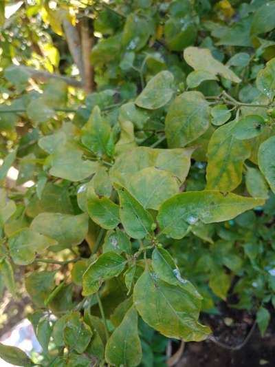 What is the disease? How can I do to get healthy and green and more ...