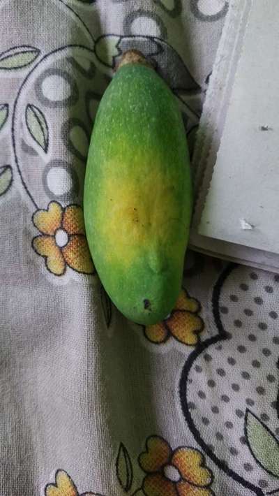 Premature yellow discoloration of mango, getting dropped with light ...