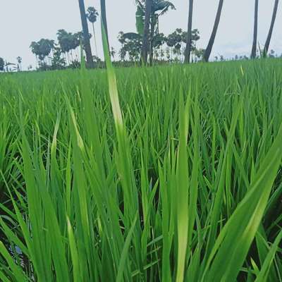 What is the reason for the whiteness of rice leafs at the tip of the ...