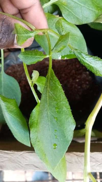 What's the cause of leaf curling inwards | Community | Plantix