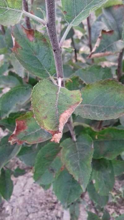 The colour of the leaves of apple tree start becoming red in colour and ...
