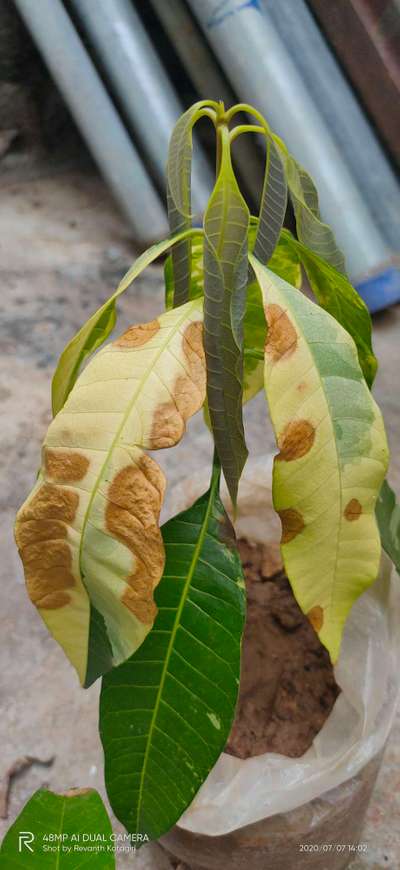 Mango sapling leaves are burning | Community | Plantix