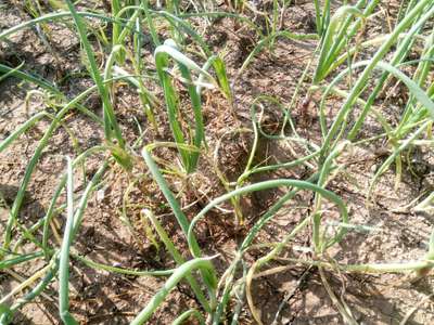 Thrips and leaf curling | Community | Plantix