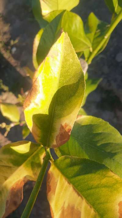 Hola, quisiera saber que se debe este daño en un limón?? | Comunidad ...