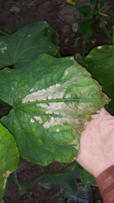 what this problem for cucumber leaf | Community | Plantix