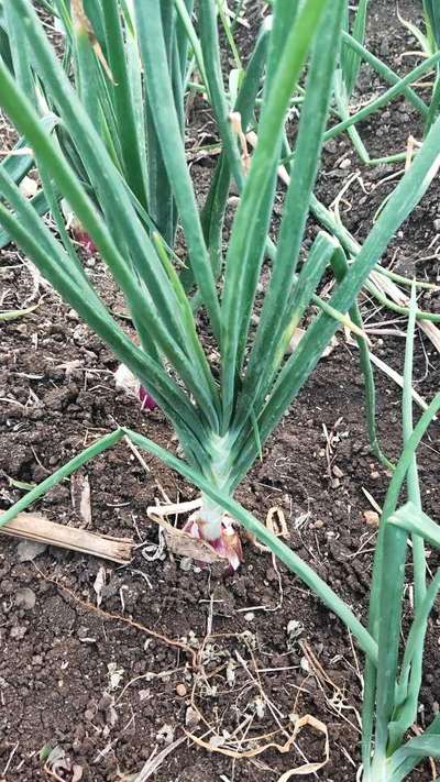 White spots on onion? What's reason behind this?? | Community | Plantix