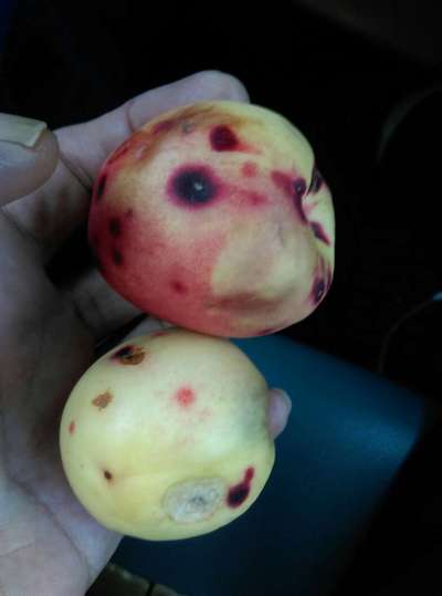 Quel Le remède pour corriger ces tâches sur nectarines. Merci ...