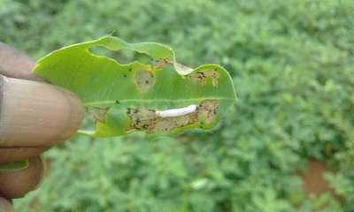 what is the solution for this pest in groundnut | Community | Plantix