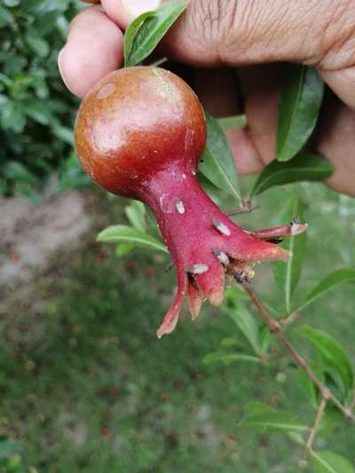 Insects on pomegranate | Community | Plantix