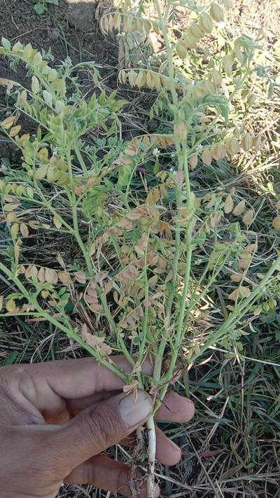 यह चने के पेड़ कुछ कुछ पीले पढ़कर उमल रहे है। क्या कारण होना चाहिए ...