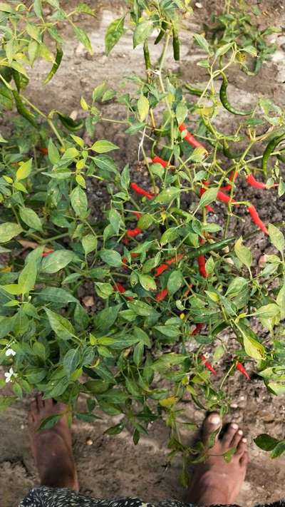 What is the problem of my chilli crop | Community | Plantix
