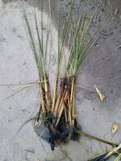 idntified problem of rice crop | Community | Plantix