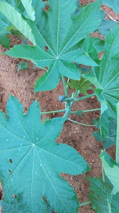 What is this disease in castor | Community | Plantix