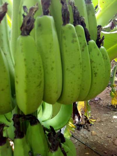 Black Scars on bananas | సంఘం | ప్లాంటిక్స్
