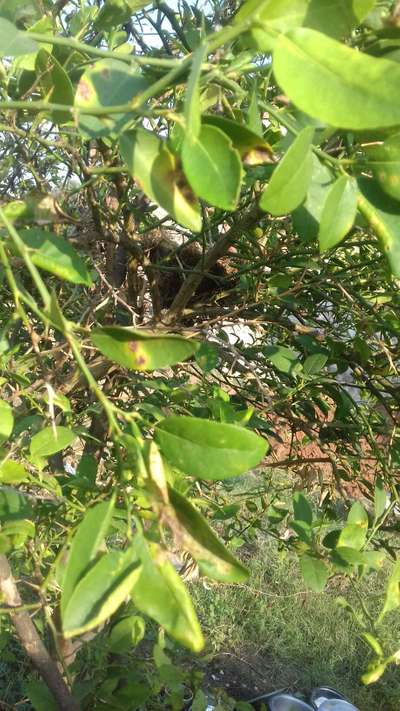 Chettu andi pothundhi | సంఘం | ప్లాంటిక్స్