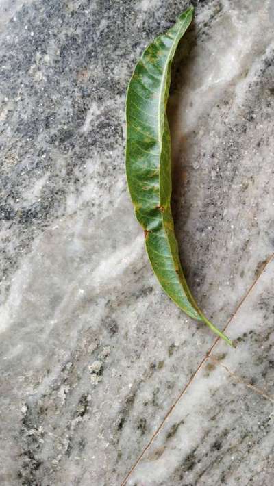 Please help me identify this disease in my mango tree at home ...