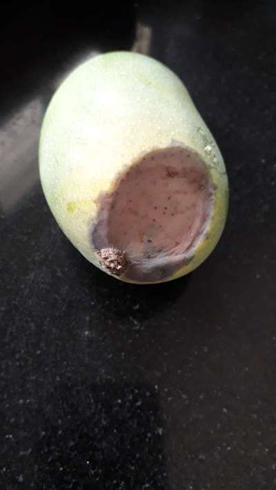 Mongo fruit is falling from tree and getting rotten as shown in picture ...