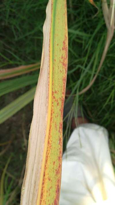 The colour of my sugarcane crop leaves is turning reddish spots as ...