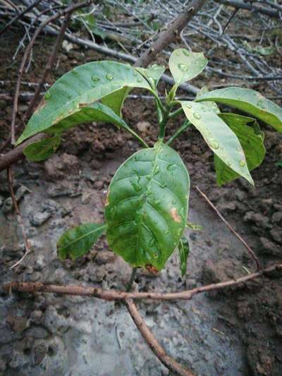 Homegrown mango around 1 month old shows dry patches on leafes what can ...