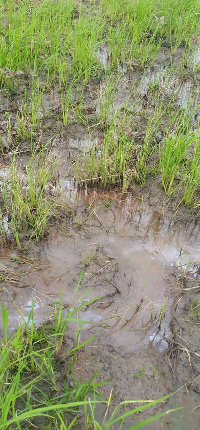 What could be causing this? | Community | Plantix