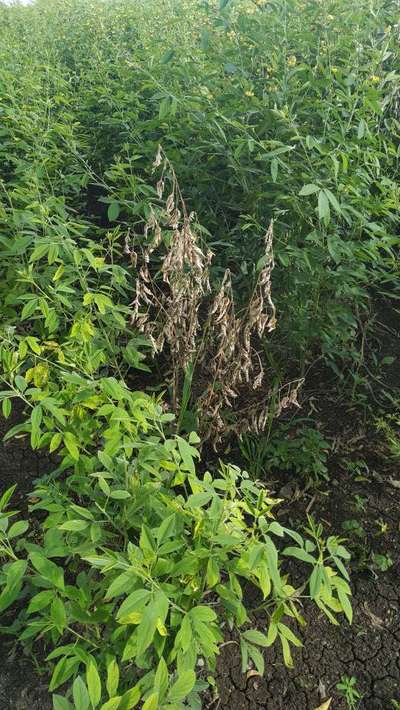 Total dryness in some toor. | Community | Plantix