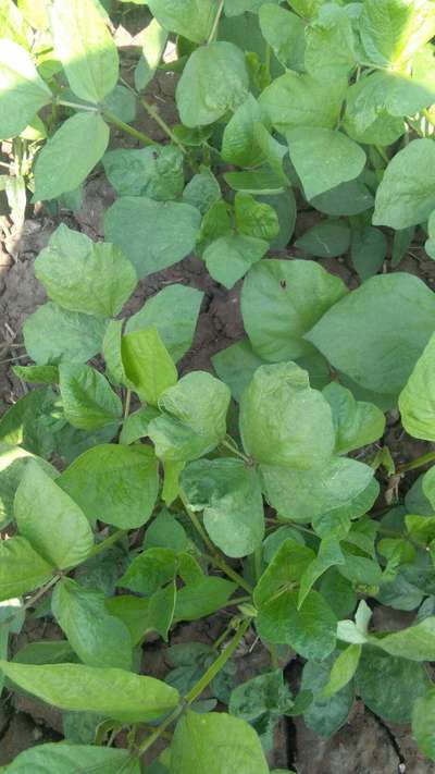 Sir Pahha Pesara vesi 36days ayindi,present Ila undi e mandulu kottali ...