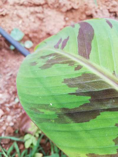 White milli bug is sitting | Community | Plantix