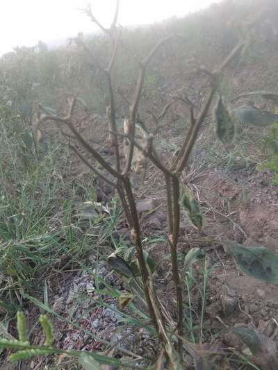 Chilli crop of above pic. Solution please...? | Community | Plantix