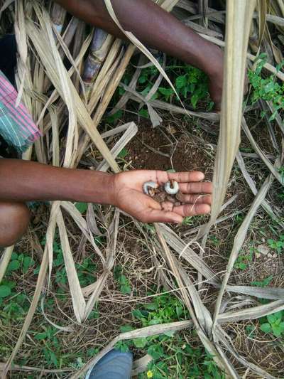 How to control white grub in sugar cane | Community | Plantix